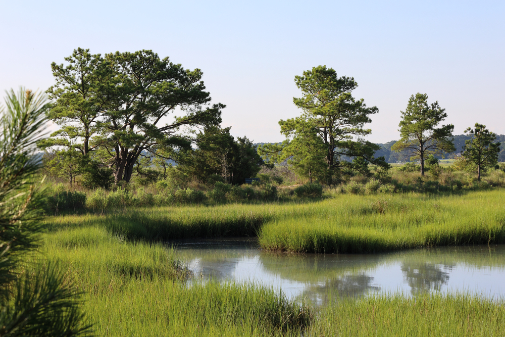 The Best Things To Do In Beautiful Virginia Beach | TravelAwaits