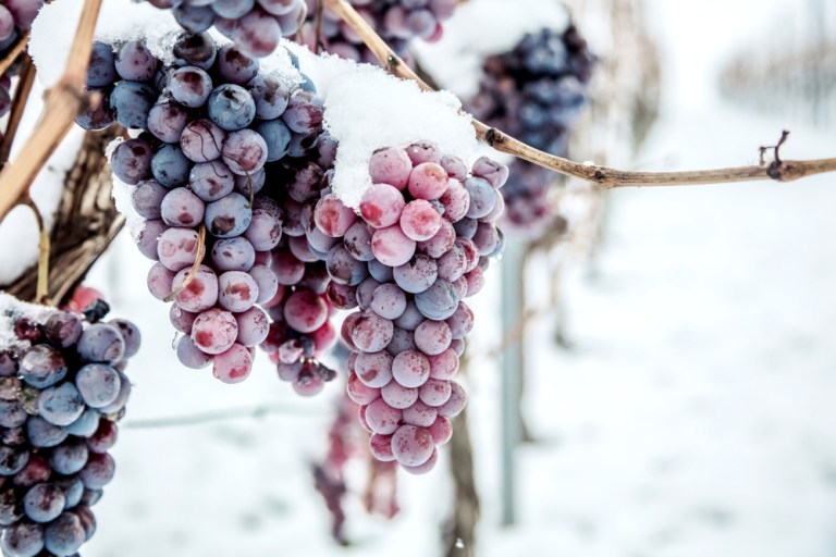 Ice Wine 101: Everything You Need To Know About Canada’s Sweetest Sip