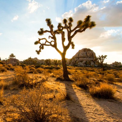 7 Fast Facts About Joshua Tree National Park