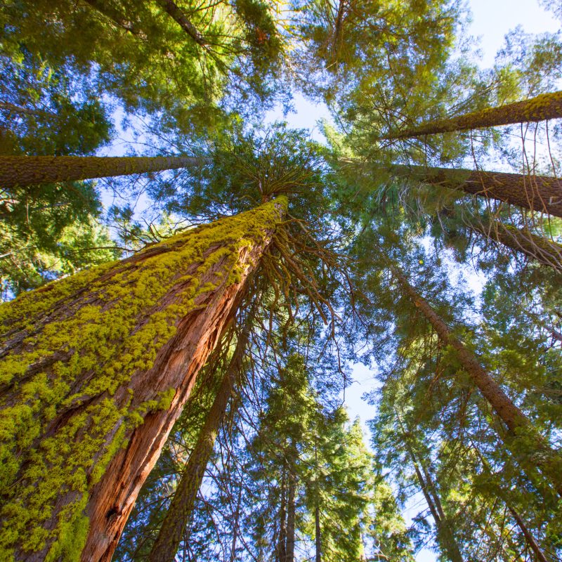 Visiting California’s Mariposa Grove: 9 Things To Know