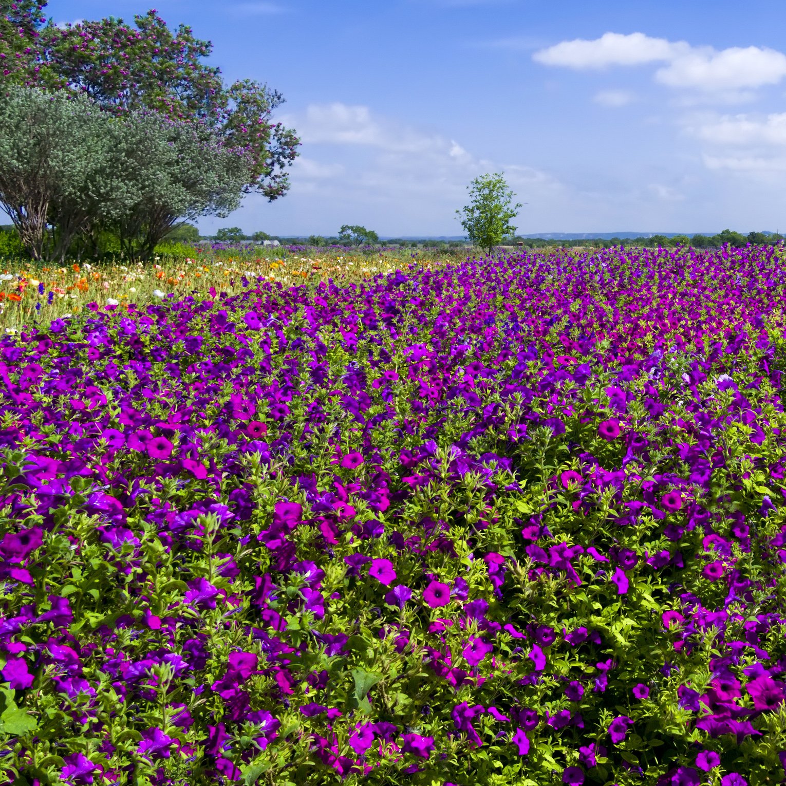 The Best Things To See And Do In Fredericksburg, Texas