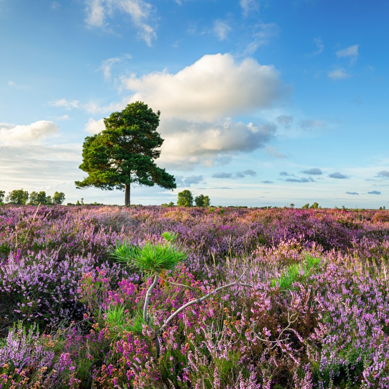 England’s New Forest District: 8 Reasons To Visit