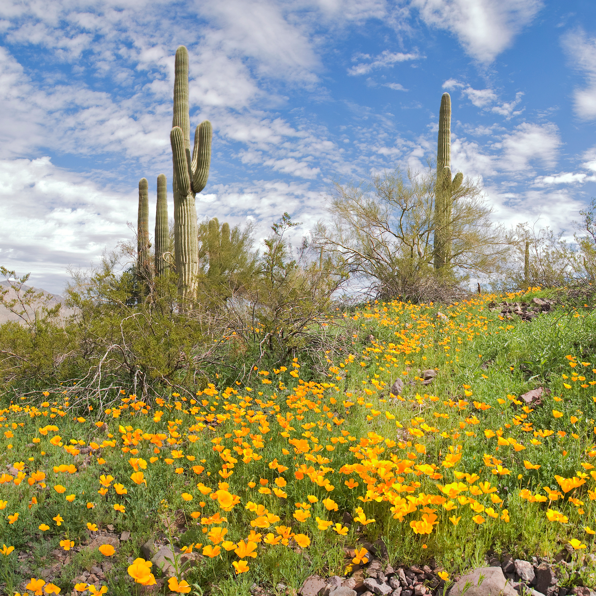 Phoenix To Tucson: A Beautiful Desert Road Trip