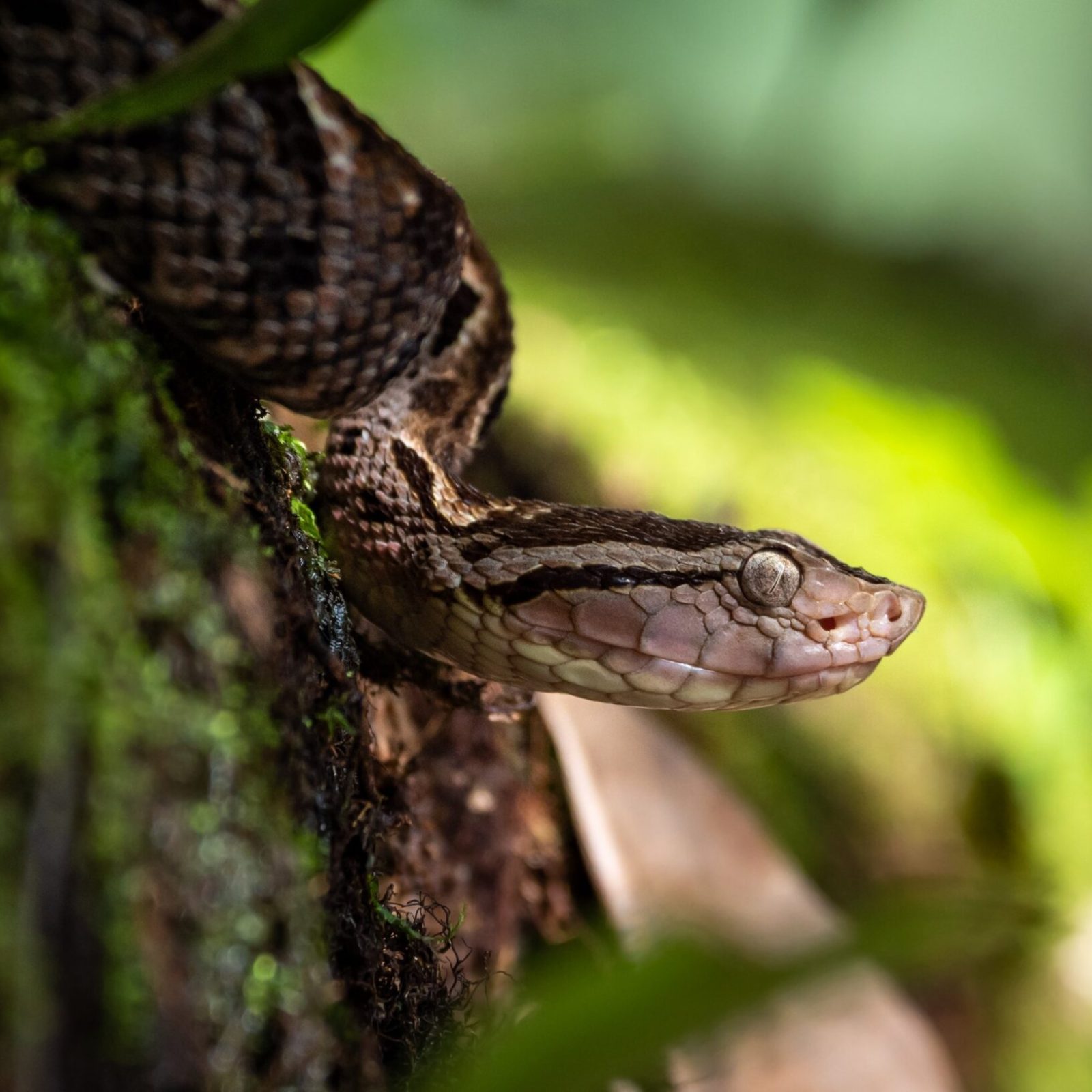 Meet Snake Island: Brazil's Off-Limits Spot Populated By Deadly Snakes ...