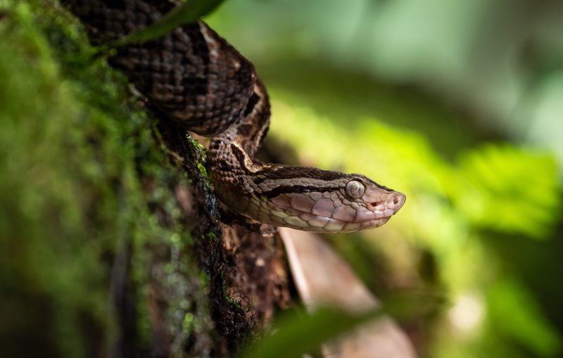 Meet Snake Island: Brazil's Off-Limits Spot Populated By Deadly Snakes ...