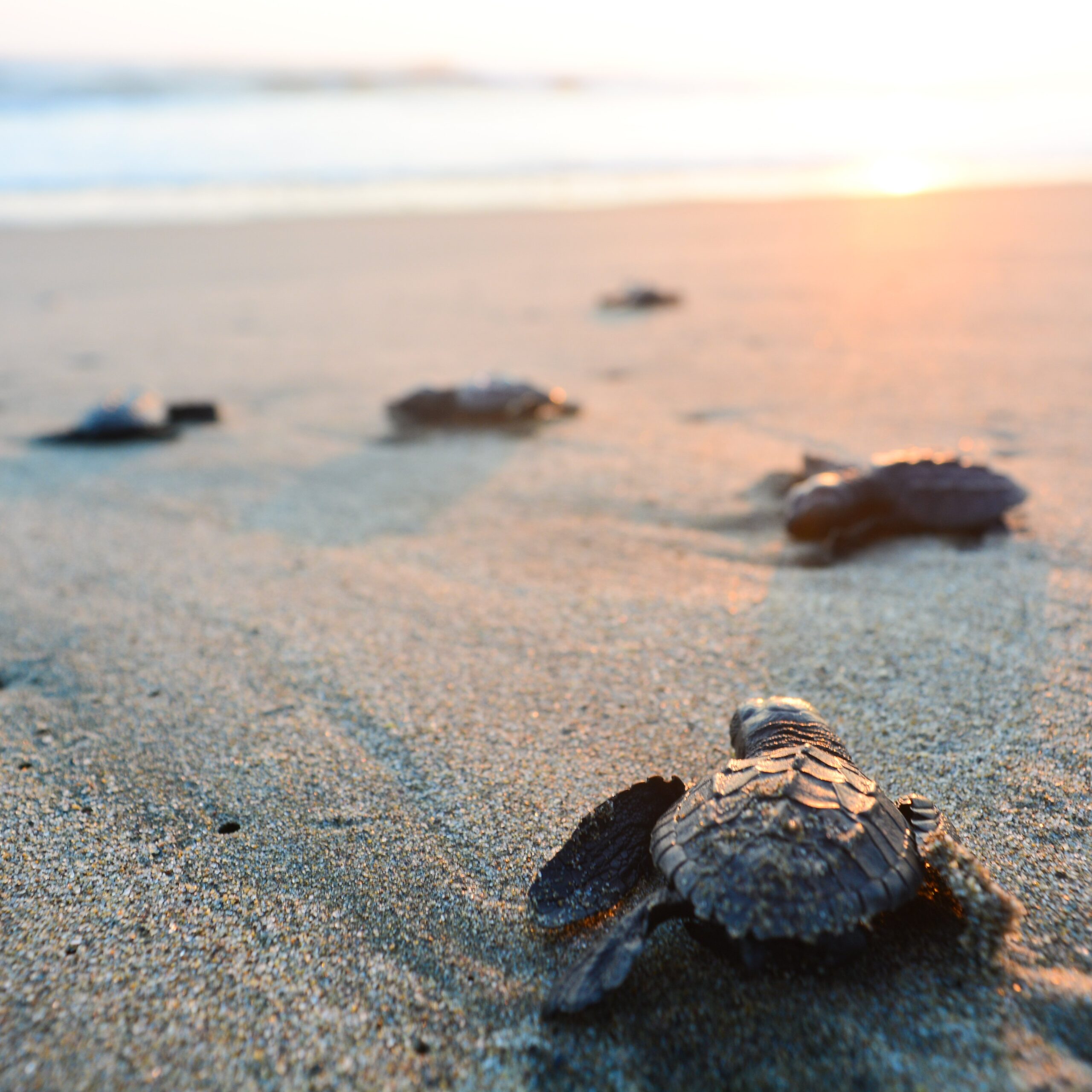 8 Places To See Baby Sea Turtles Hatch | TravelAwaits