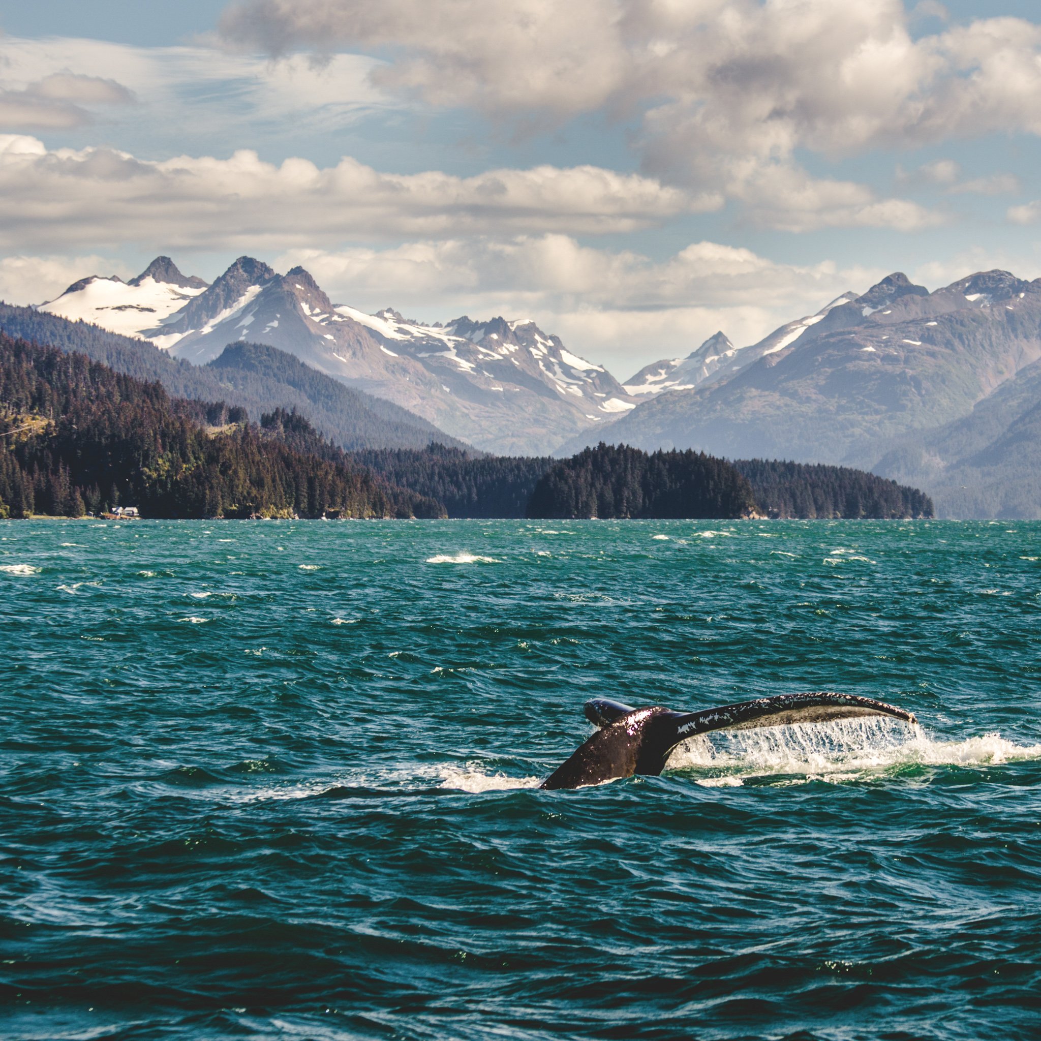The Best Things To Do In Homer, Alaska: Plus, Where To Eat And Stay