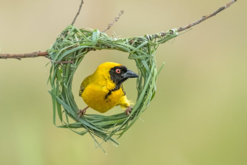 12 Stunning Birds To Spot While On Safari