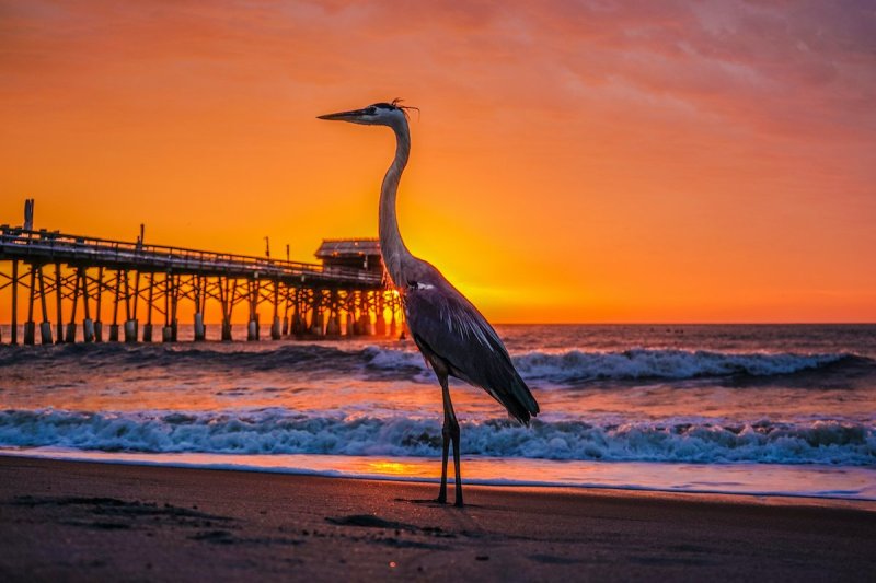 The Best Things To Do In Beautiful Cocoa Beach