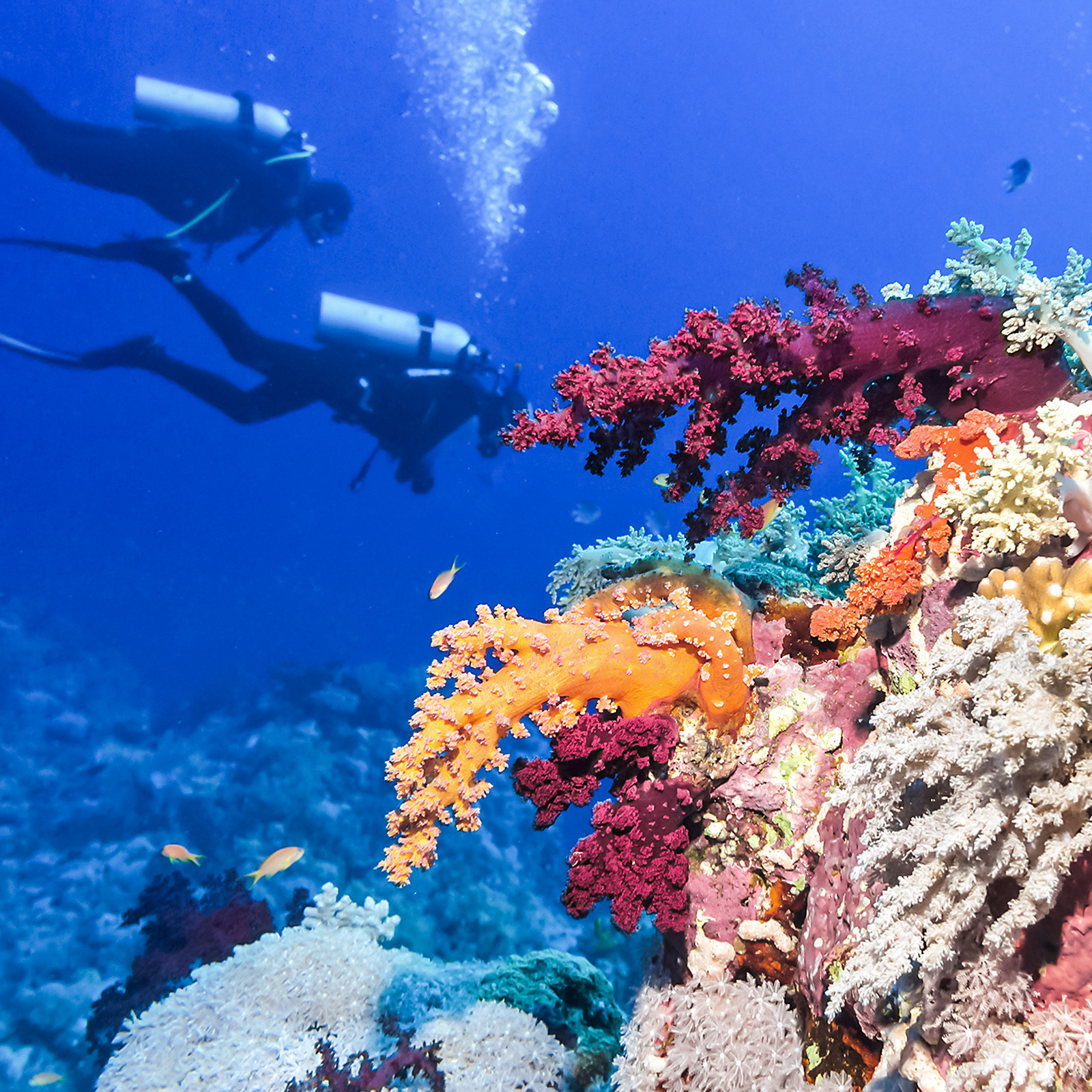 Great Barrier Reef Vs. Belize Barrier Reef: 6 Key Differences To Know ...