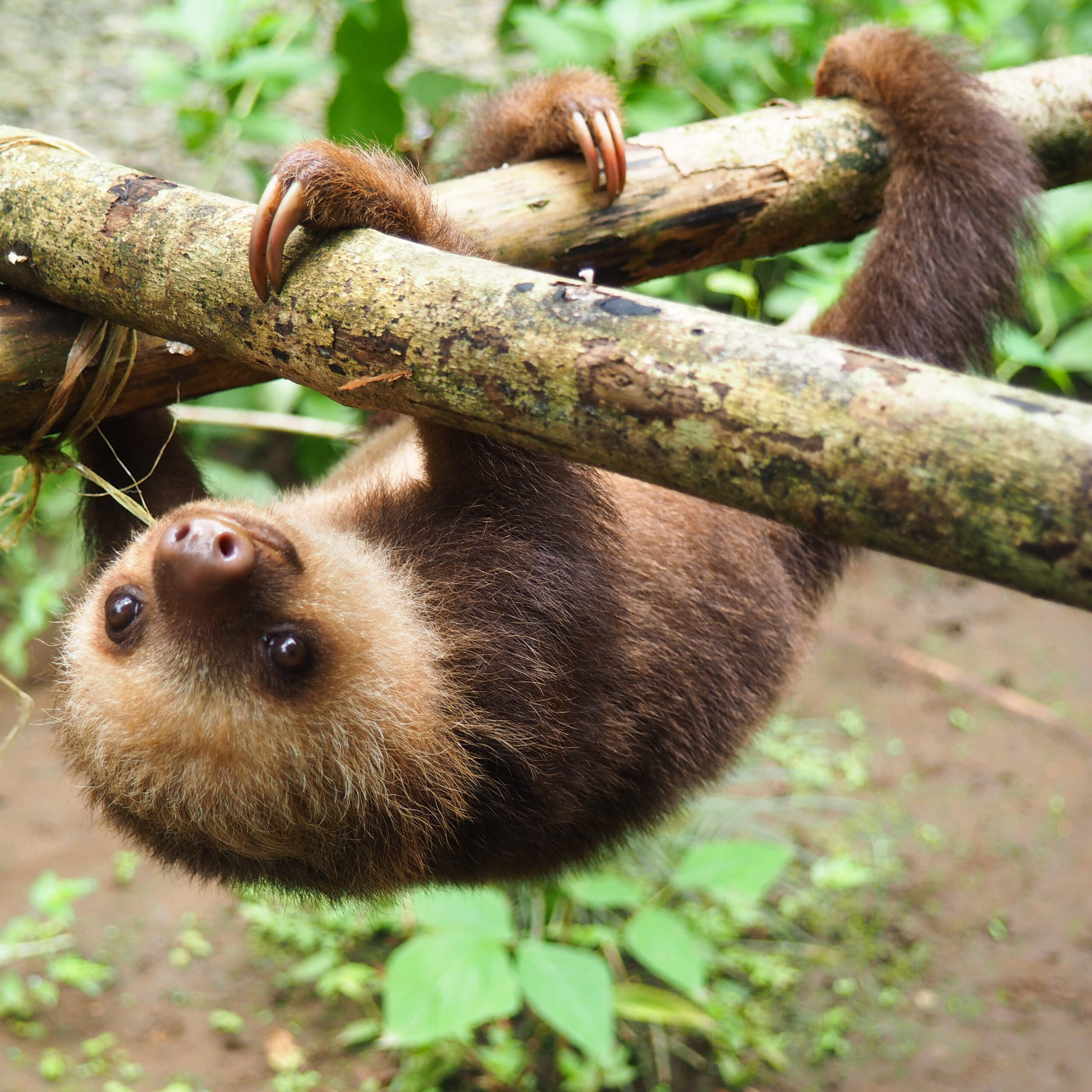 6 Places To See Sloths In The Wild | TravelAwaits