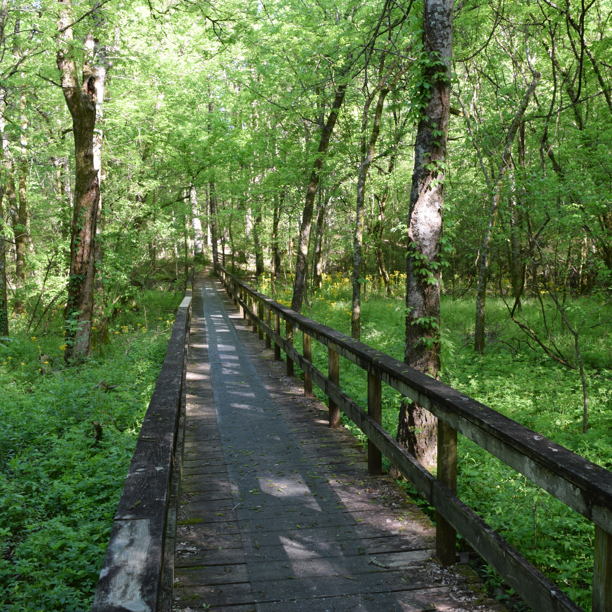 10 Best Hikes In Beautiful Mississippi