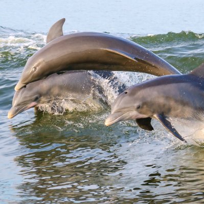 Best Wildlife To See Along Alabama’s Gulf Coast