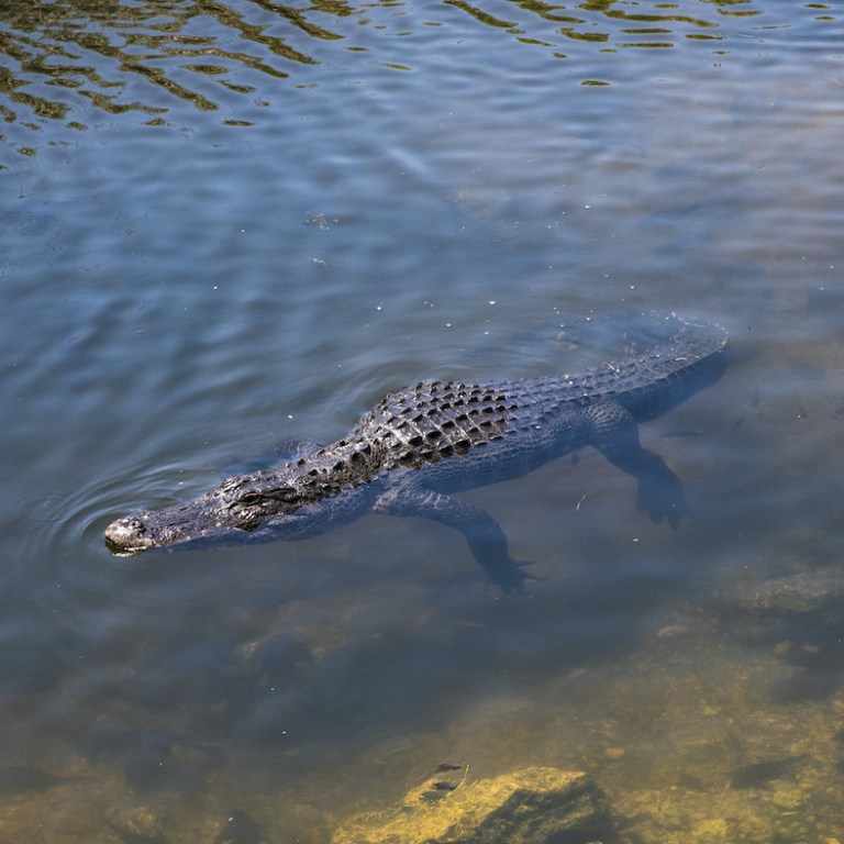 14 Must-See Sites When Visiting Alligator Alley in Florida - TravelAwaits