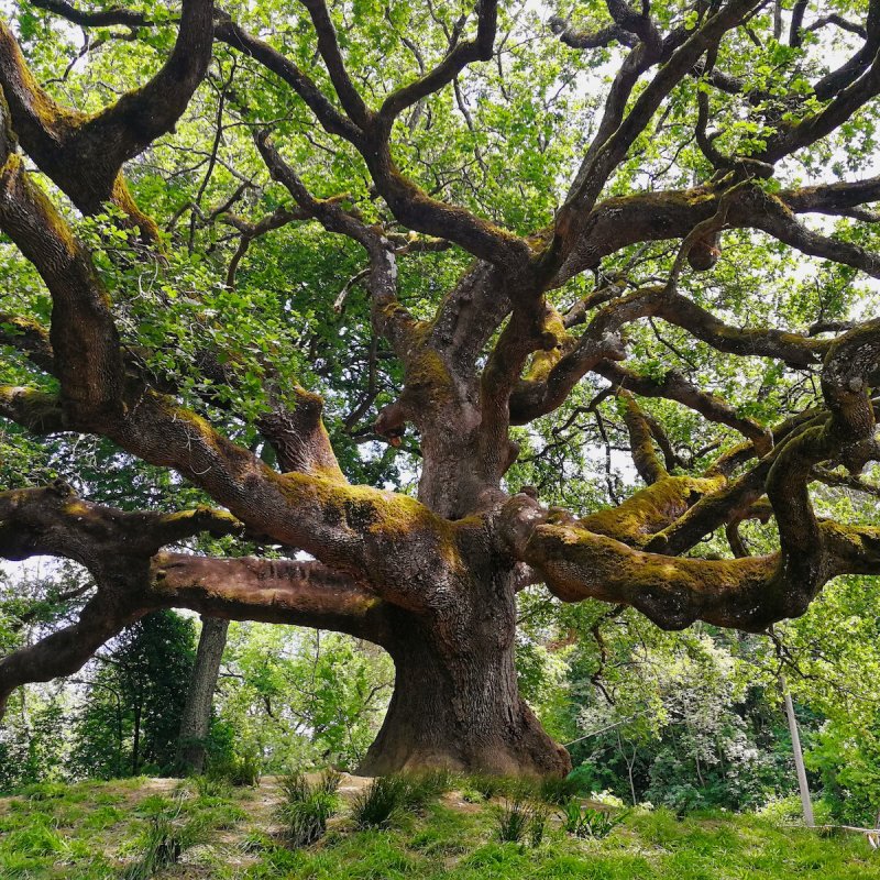 This 600-Year-Old Witchy Oak Was An Inspiration For The Author Of ...