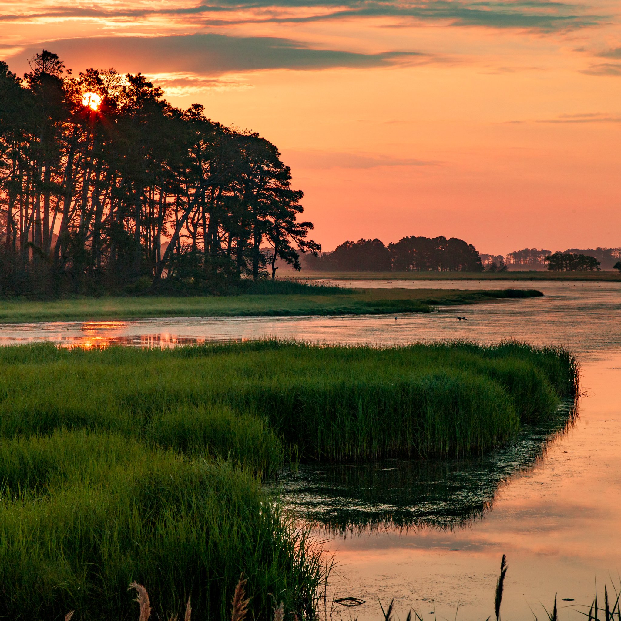 Best Things To Explore On Quaint Chincoteague Island
