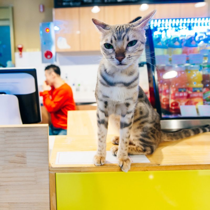 Sheep, Raccoons, And Meerkats: Unique Animal Cafes In Seoul