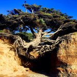 Washington State’s ‘Tree Of Life’ Has Been Defying Logic For Years ...