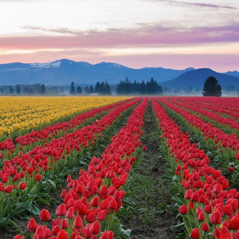 How To Visit Washington’s Skagit Valley Tulip Fields | TravelAwaits