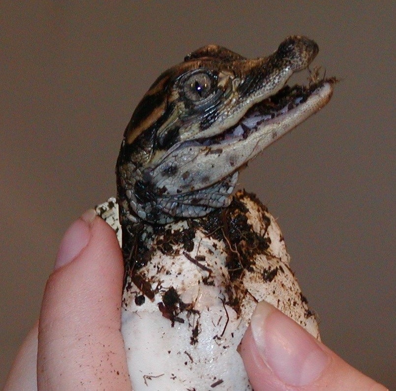 I Went To An Alligator Farm, And Here’s Why It Was An Unforgettable ...