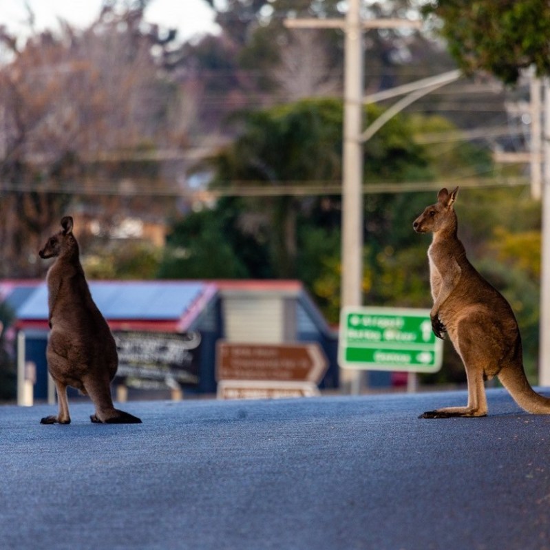 The Small Aussie Town Where The Kangaroos Hop Down Main Street ...