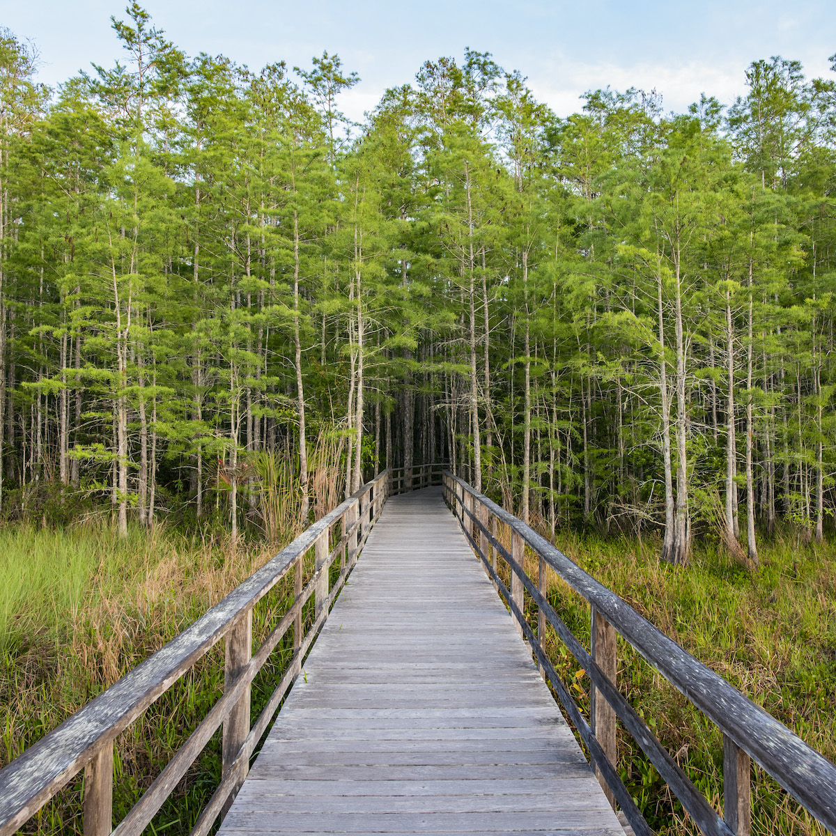 11 Reasons To Visit Florida’s Corkscrew Swamp Sanctuary | TravelAwaits