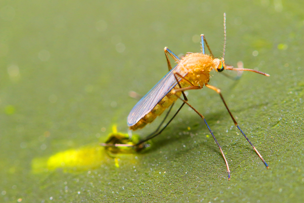 The 10 Most Dangerous Animals In Africa | TravelAwaits