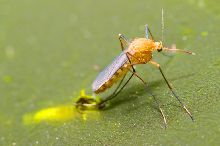 The 10 Most Dangerous Animals In Africa | TravelAwaits