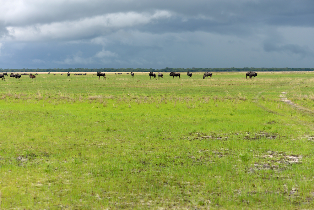 The 6 Greatest Animal Migrations In Africa, And How To Experience Them ...