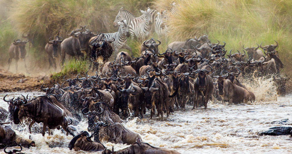 The 6 Greatest Animal Migrations In Africa, And How To Experience Them ...