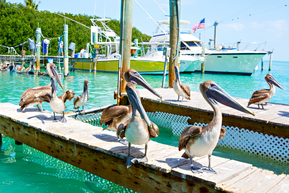 9 Fantastic Things To Do In Islamorada, Florida | TravelAwaits