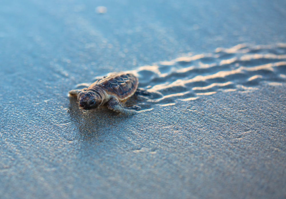 7 Ways To Help Protect Baby Sea Turtles During Your Beach Vacation ...