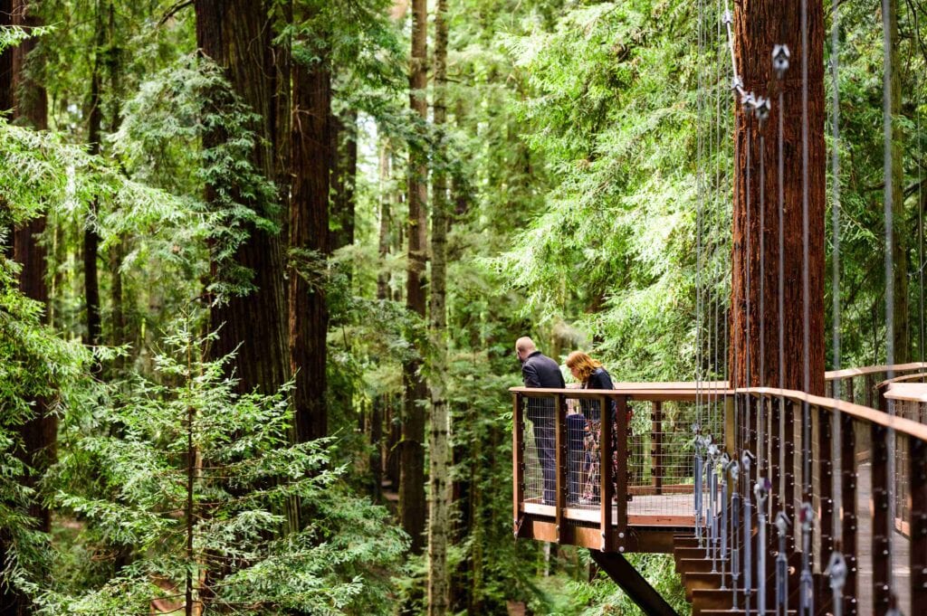 Redwood Skywalk Gives Visitors Unique View Of Majestic Trees | TravelAwaits