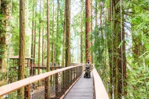 Redwood Skywalk Gives Visitors Unique View Of Majestic Trees | TravelAwaits