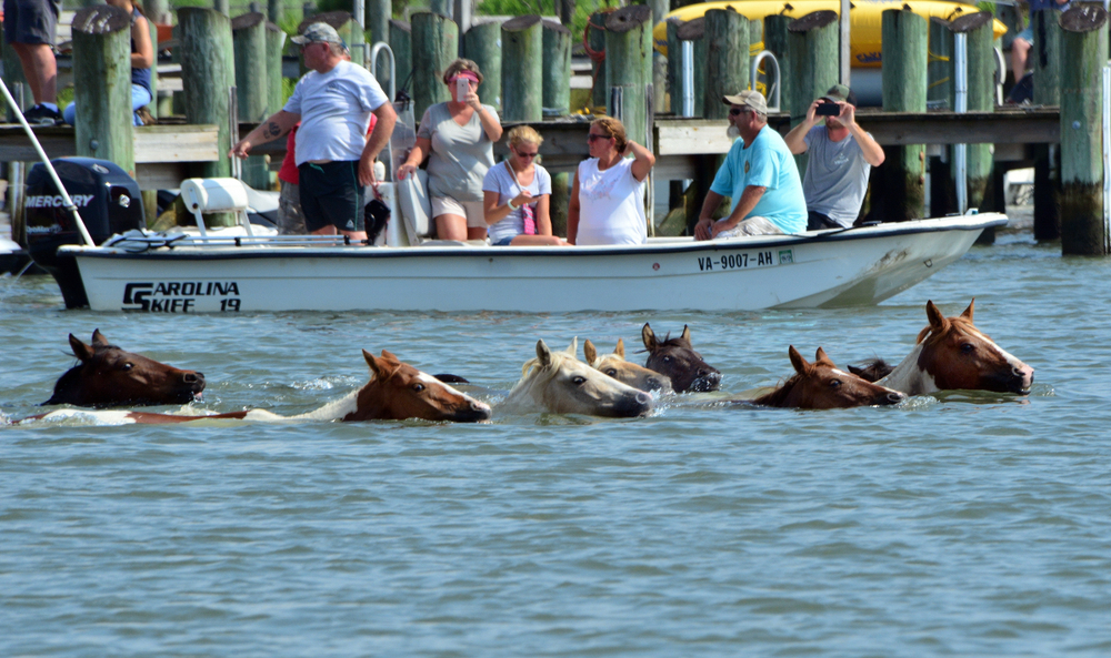 9 Tips For Visiting Assateague Island National Seashore | TravelAwaits
