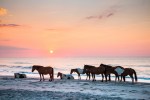 9 Tips For Visiting Assateague Island National Seashore | TravelAwaits
