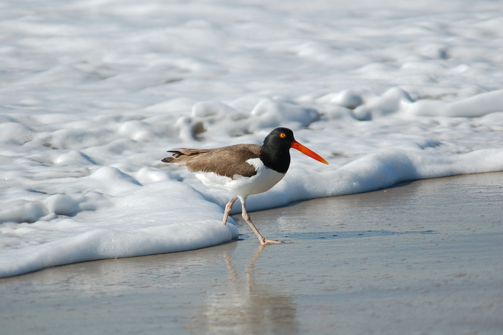 9 Tips For Visiting Assateague Island National Seashore | TravelAwaits