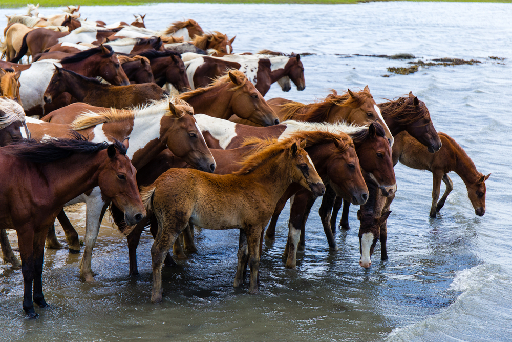 9 Tips For Visiting Assateague Island National Seashore | TravelAwaits