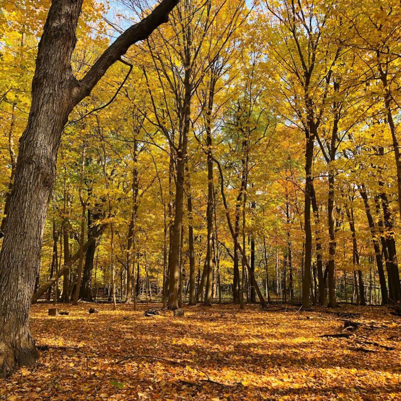 12 Best Places To See Fall Foliage In The Midwest | TravelAwaits