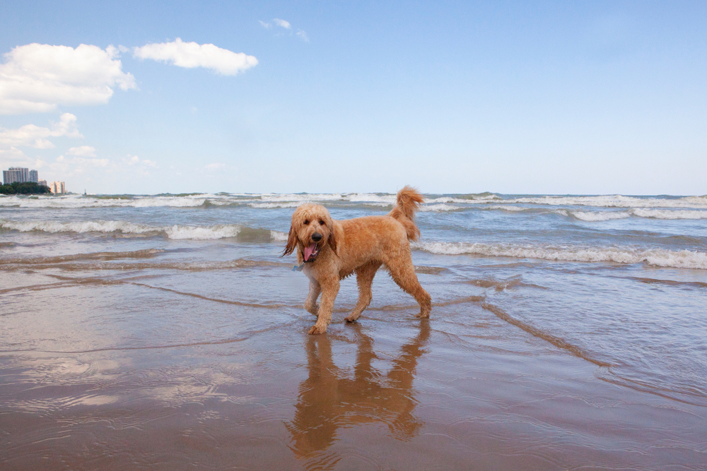 The Best Dog-Friendly Beaches In The U.S. | TravelAwaits
