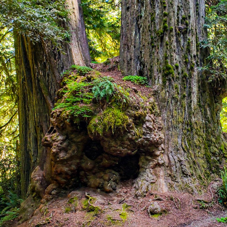 12 Fantastic Experiences In Redwood National And State Parks | TravelAwaits