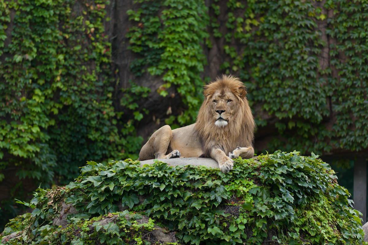 12 Fantastic Free Zoos in the U.S. | For All Animal Enthusiasts ...