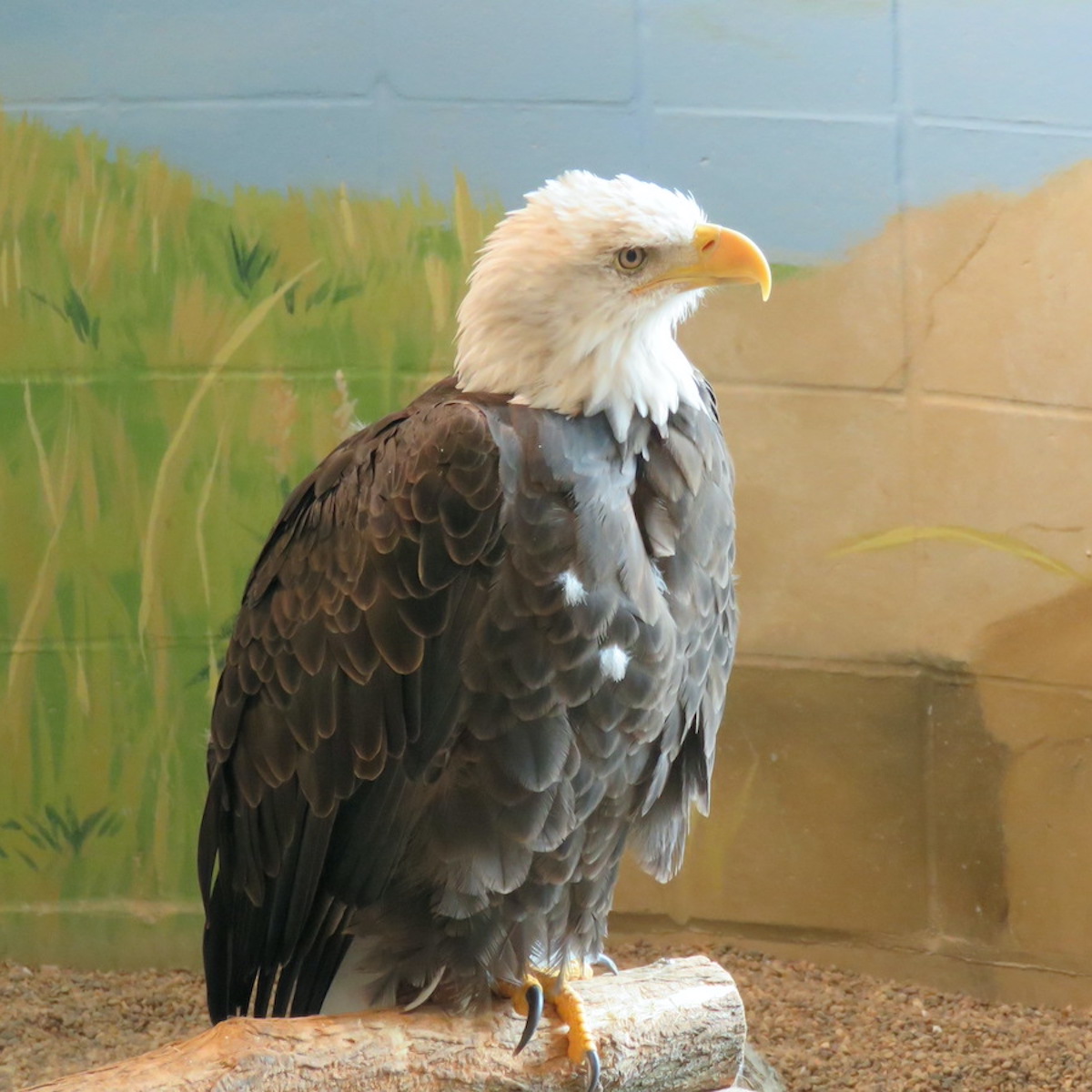 11 Amazing Eagle-Watching Spots Along The Mississippi River | TravelAwaits