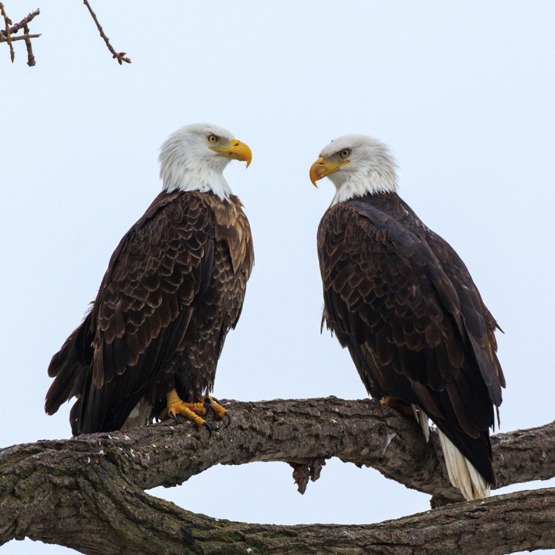 10 Fantastic Eagle-Watching Spots In Iowa | TravelAwaits