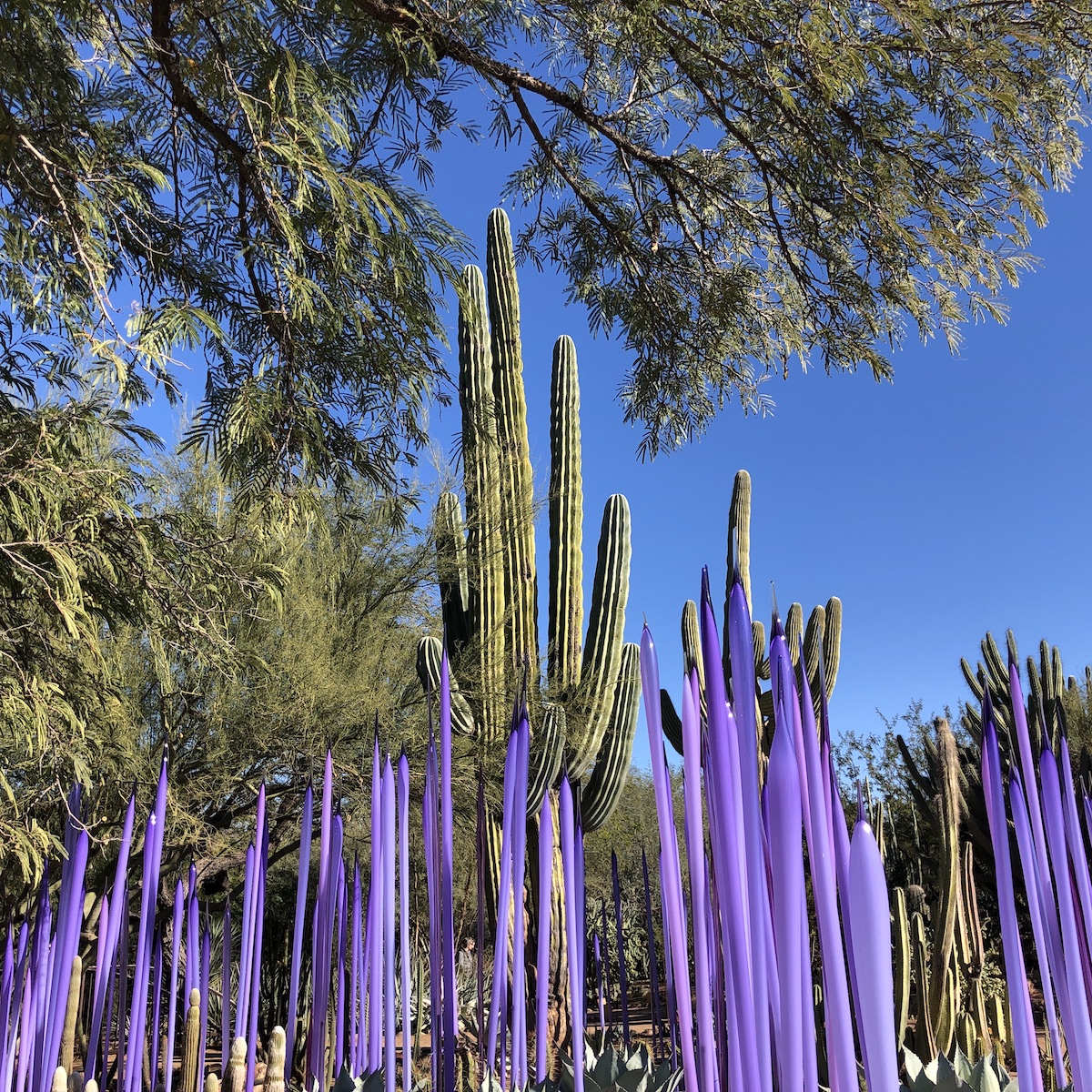 My 8 Favorite Chihuly Glass Art Pieces At Phoenix’s Desert Botanical ...