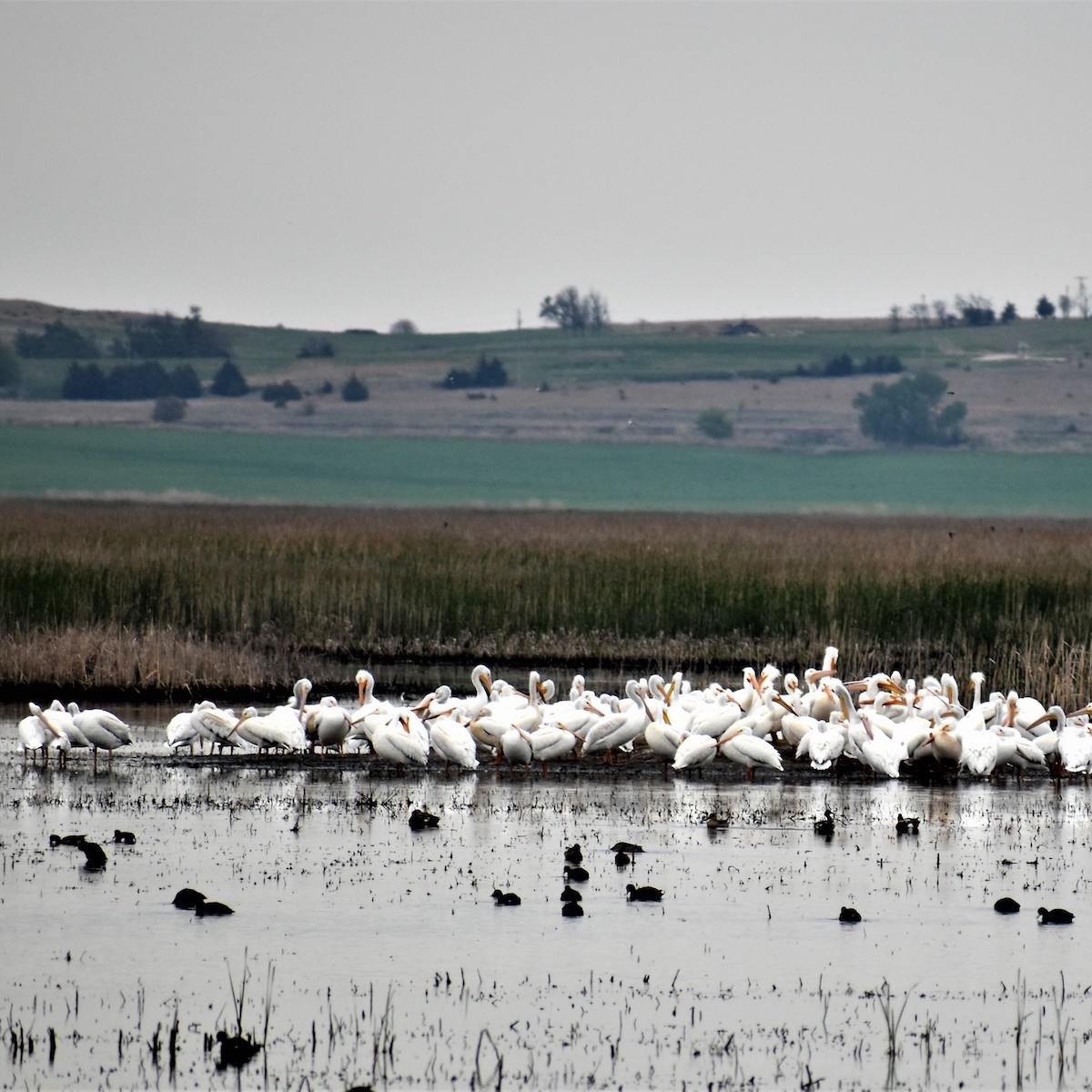 Cheyenne Bottoms Preserve Welcoming Thousands Of Birds This Spring ...