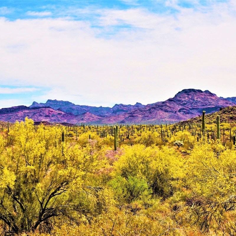 My 5 Favorite Springtime Experiences In The Arizona Desert | TravelAwaits
