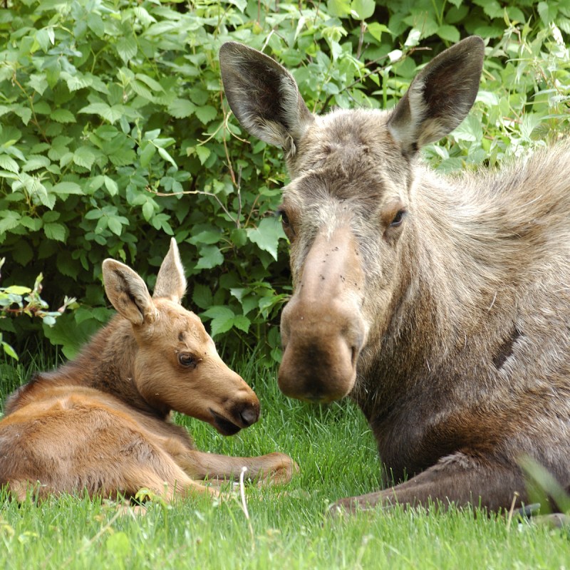 4 Things To Know For Viewing Moose In Alaska | TravelAwaits