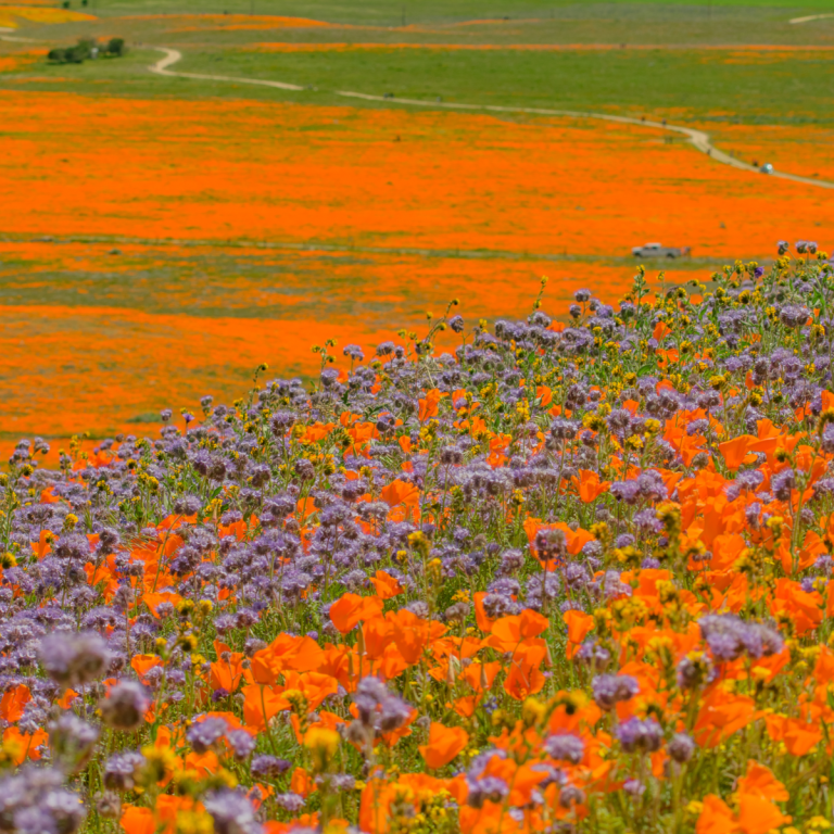 7 Best Places To See California's Wildflowers In Spring | TravelAwaits