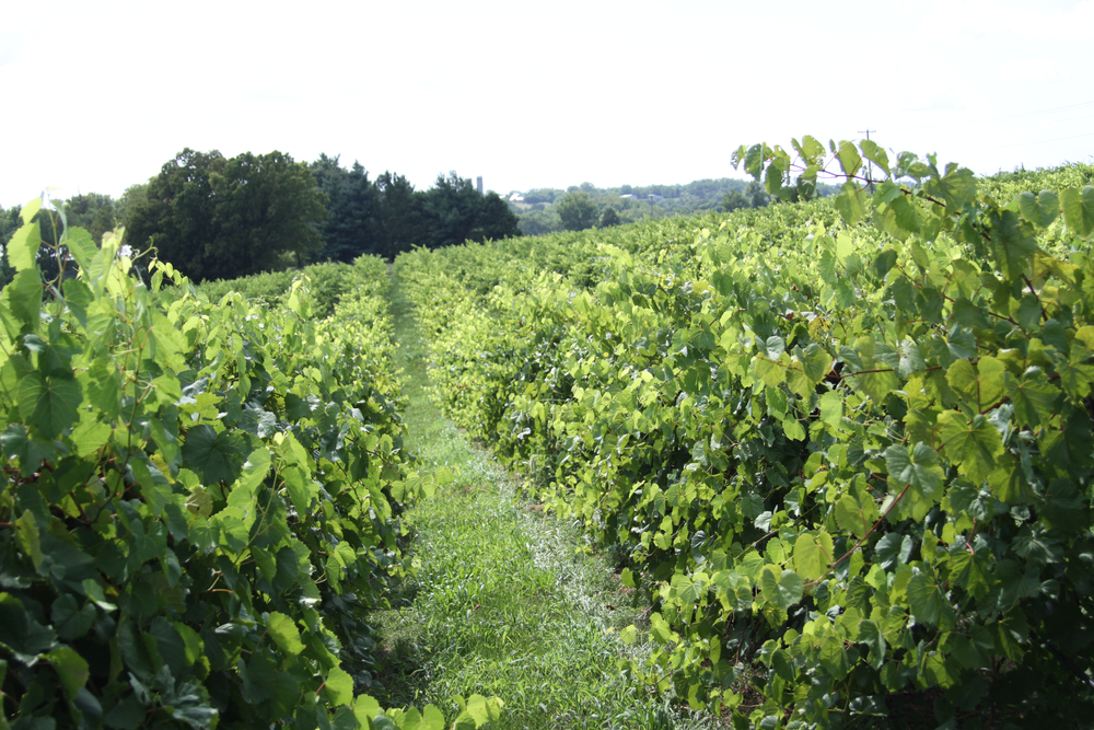 Our 9 Favorite Wine Regions In The U.S. | TravelAwaits